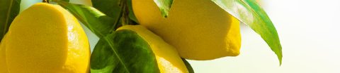 About Us | Saticoy Lemon Association