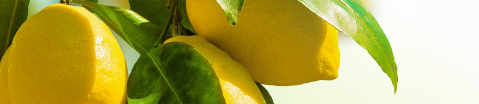 About Us | Saticoy Lemon Association