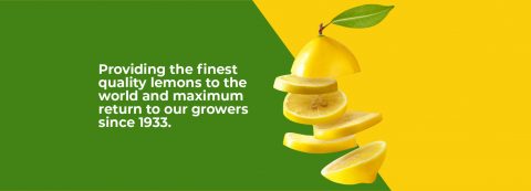 Saticoy Lemon Association