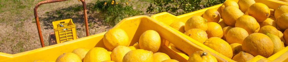 Season Stats | Saticoy Lemon Association